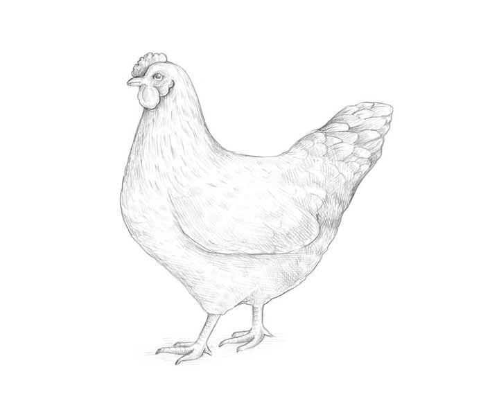 How to Draw a Chicken and a Rooster