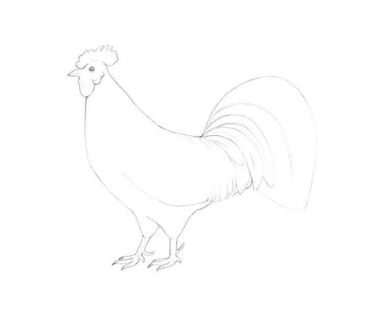 Cómo Dibujar una Gallina y un Gallo | Envato Tuts+