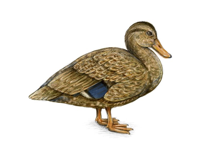 Realistic Duck Drawings