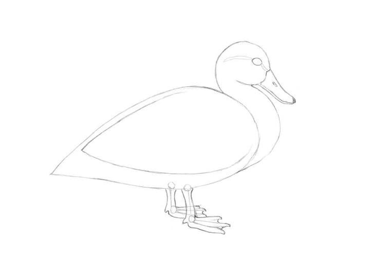 How to Draw a Duck | Envato Tuts+