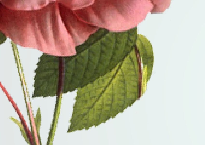 How to Create a Romantic Rose Text Effect in Adobe Photoshop