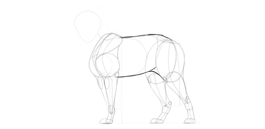 Wefalling How To Draw A Wolf Body Step By Step